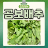 곰보배추 효능 부작용 곰보배추 먹는 법 네이버 블로그